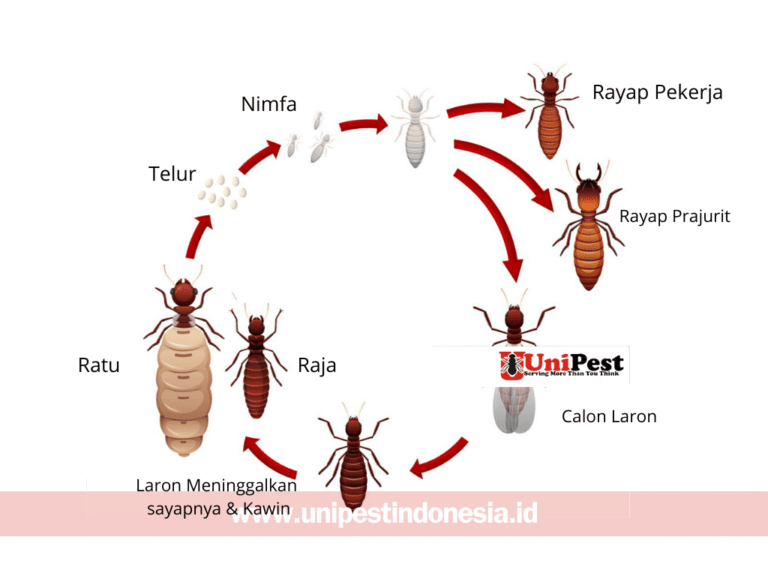 Rayap: Jenis, Siklus Hidup, dan Strategi Mencegah Kerusakan
